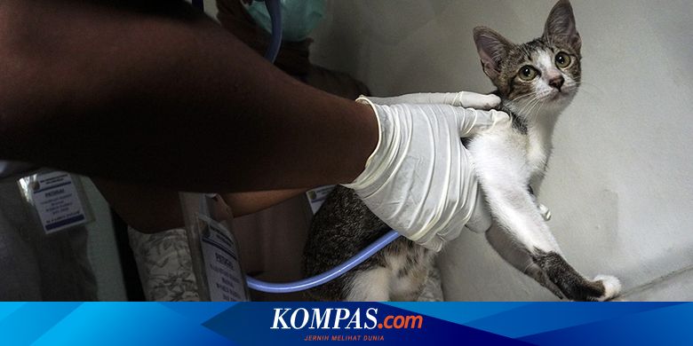 Kapan Kucing Harus Divaksin? Berikut Ini Panduannya