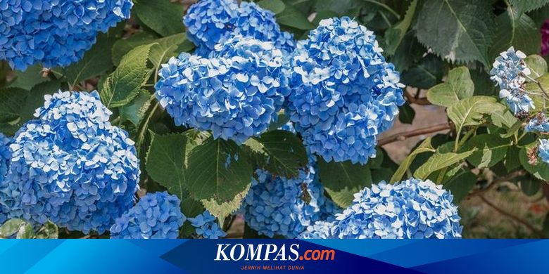 Jangan Tanam Bunga Hydrangea di 5 Tempat Ini agar Tumbuh Subur