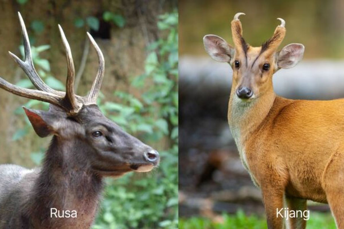 Pakar IPB Jelaskan Perbedaan Morfologis antara Kijang dan Rusa