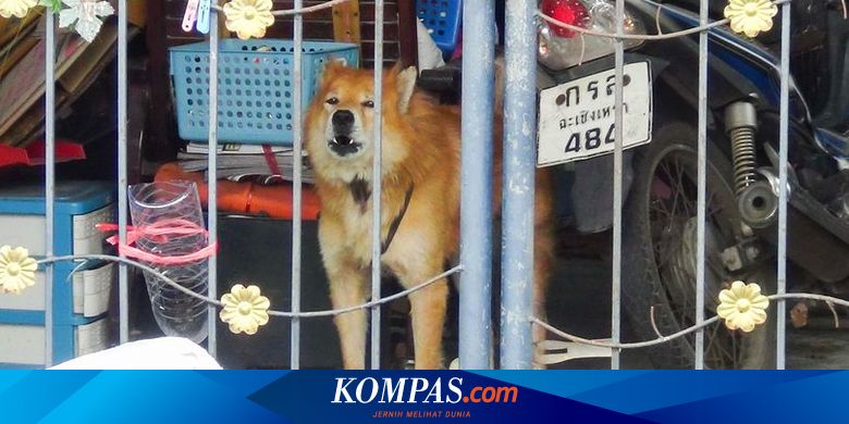 Anjing Setia Ini Menunggu Pemilik yang Meninggal karena Covid-19