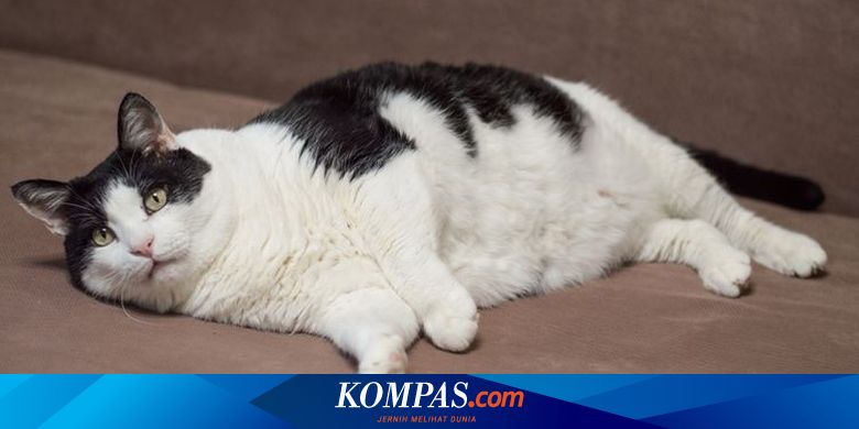 7 Cara Menurunkan Berat Badan Kucing agar Tidak Obesitas
