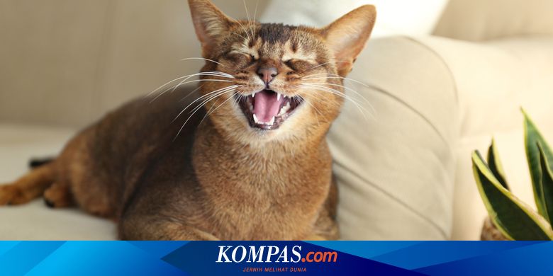 Apa Perbedaan Kucing Domestik dengan Kucing Liar?