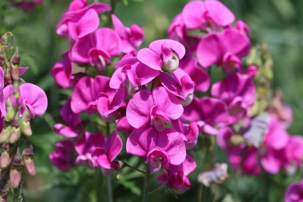 3 Cara Mencegah Tikus Memakan Bunga Sweet Pea Halaman all - Kompas.com