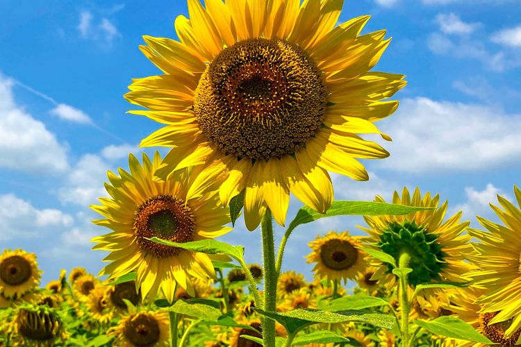 Kenapa Bunga Matahari Layu? Ini Penyebab dan Cara Mencegahnya