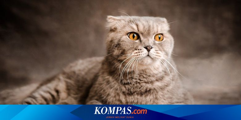 10 Ras Kucing Ramah dan Penyayang yang Dapat Menghibur di Rumah