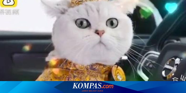 Jadi Model, Kucing Ini Dibayar 5 Kali UMR Jakarta Sekali Tampil