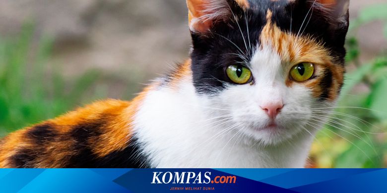 11 Fakta Menarik Kucing Calico, Bisa Bawa Keberuntungan