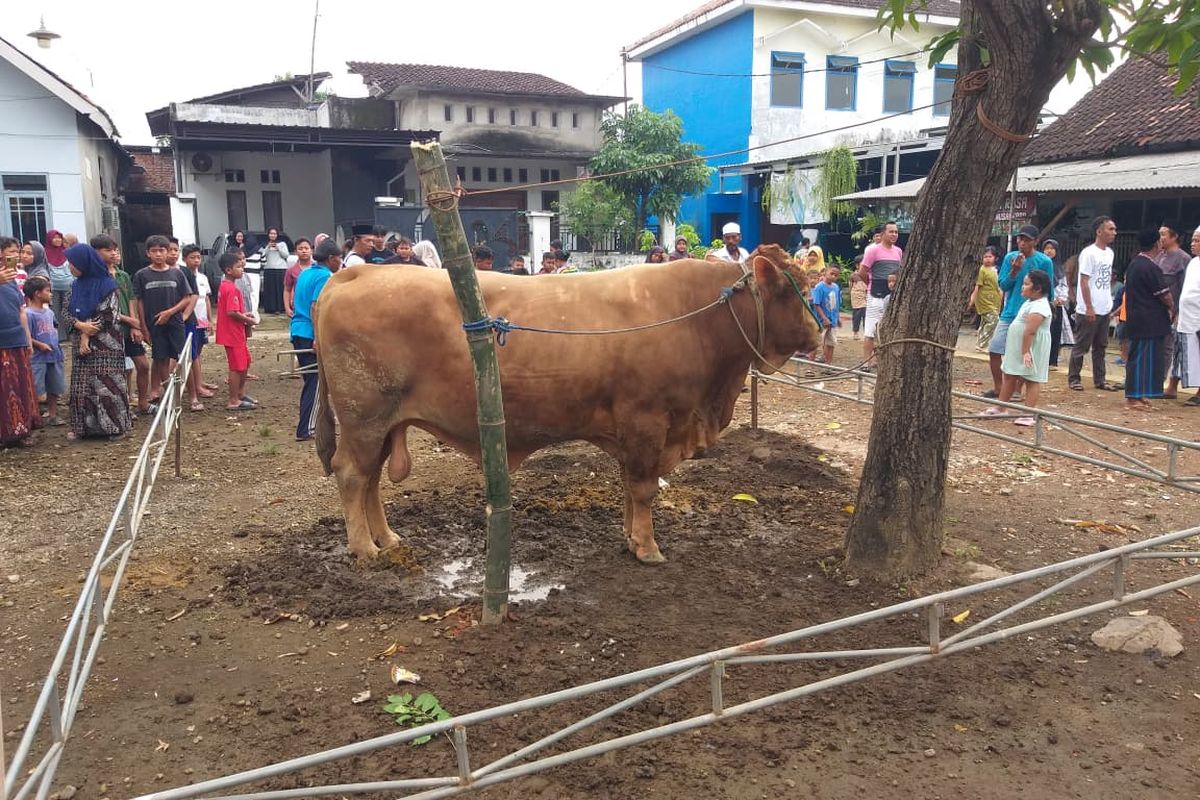 Kementan: Bobot Sapi Bantuan Presiden Prabowo Minimal 800 Kilogram