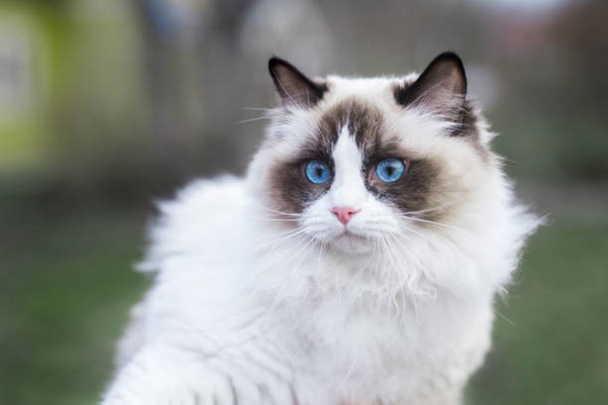 Mengenal Ras Kucing Ragdoll, Karakteristik dan Cara Perawatannya