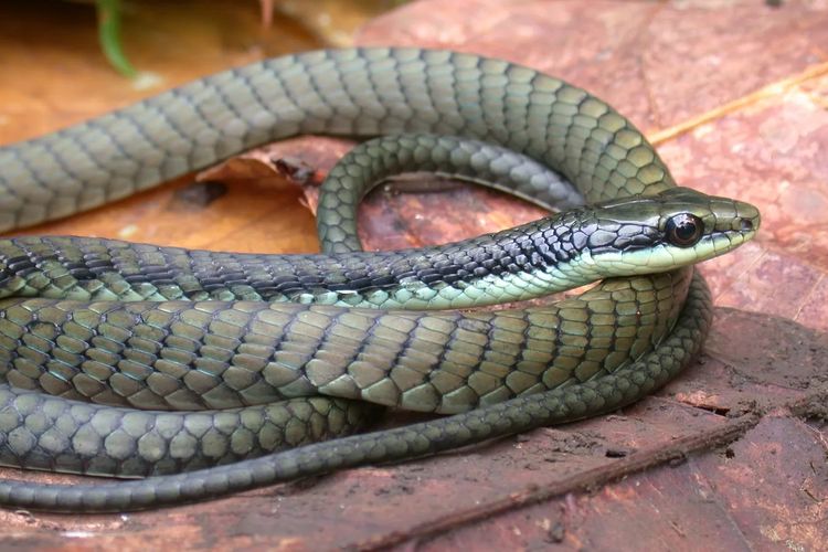 Foto : Spesies Baru Ular Pohon dari Papua Nugini, Ditemukan Sedang ...