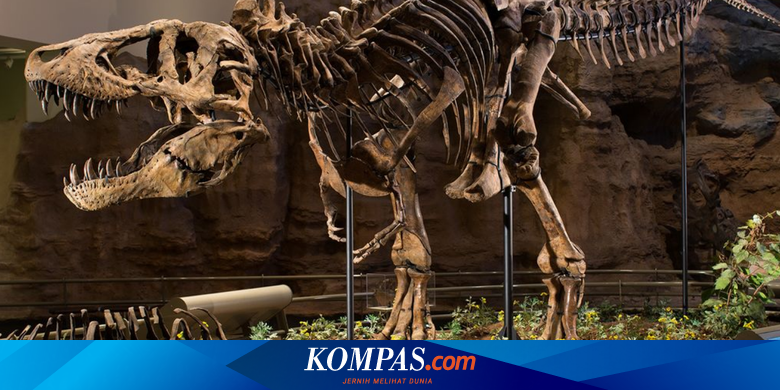 Benarkah T-rex Berbentuk Mirip Ayam? Ini Kata Arkeolog UI