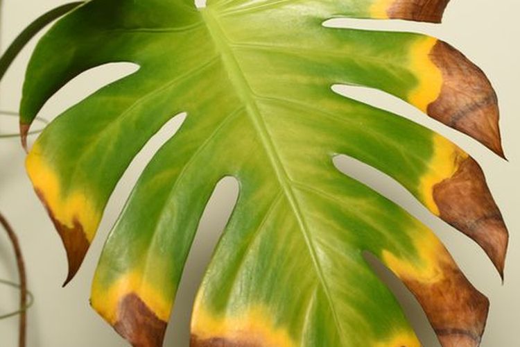 8 Penyebab Daun Tanaman Dalam Ruangan Menguning