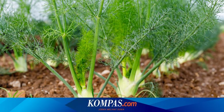 Manfaat Daun Adas bagi Kesehatan, Bisa Menyembuhkan Penyakit Apa?
