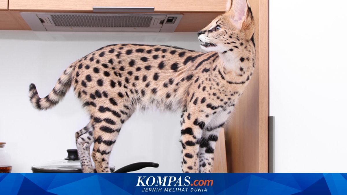 6 Fakta Kucing Ashera, Ras Kucing Termahal di Dunia yang Kontroversial