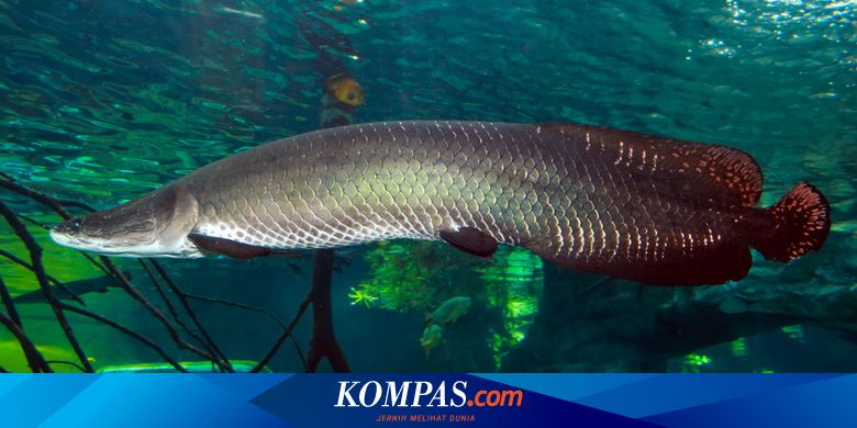 Apa Makanan Ikan Arapaima gigas?