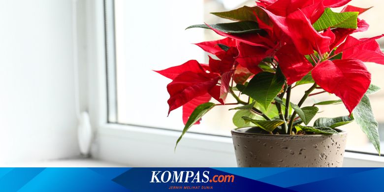 4 Fakta Tentang Poinsettia, Tanaman Dekorasi Khas Natal