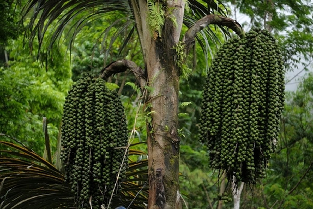 5 Tahapan Budidaya Aren yang Benar agar Pertumbuhannya Maksimal