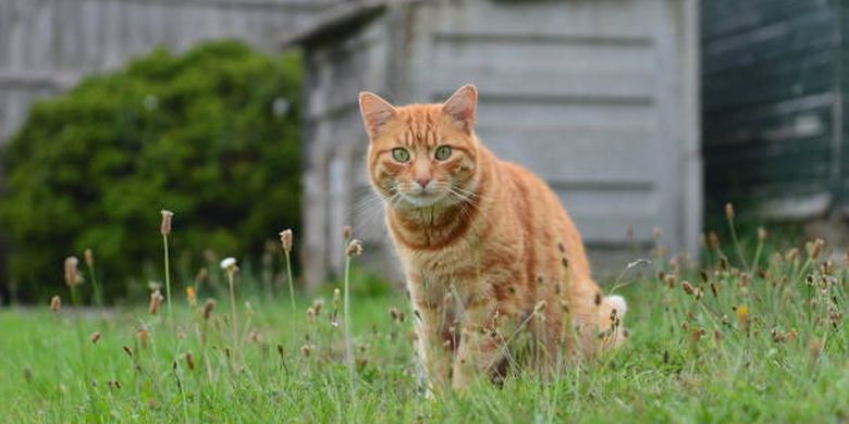 5 Fakta Kucing "Oren" yang Jarang Diketahui, Apa Saja?