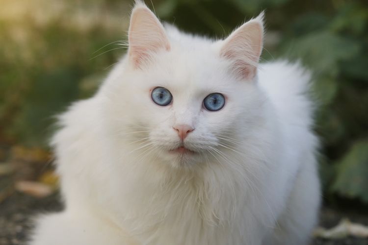 Tips Memandikan Kucing Anggora agar Bersih dan Sehat