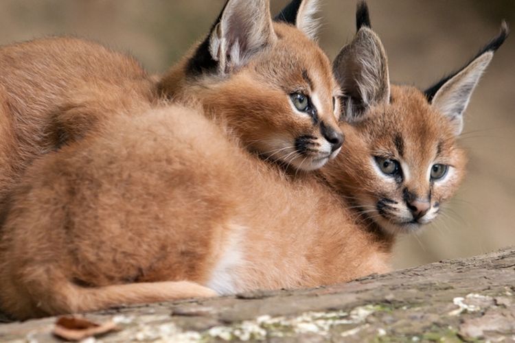 Mengenal Kucing Caracal yang Eksotis Asal Afrika, Bisakah Dipelihara?
