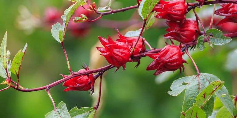 Cara Menanam Rosella, Bunga yang Bermanfaat untuk Kesehatan
