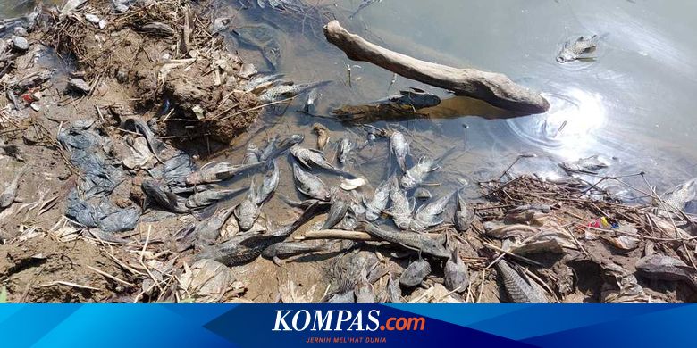 Ribuan Ikan di Sungai Cileungsi Bogor Mati, Diduga karena Pencemaran Limbah