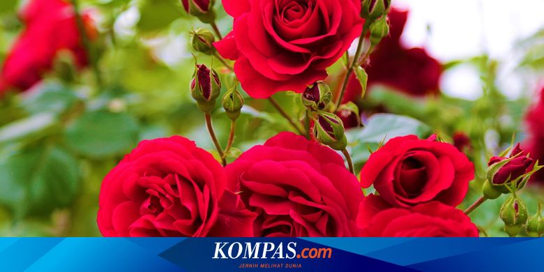 Ketahui, Ini Arti di Balik Setiap Warna Bunga Mawar
