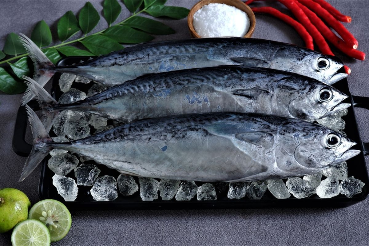 INFOGRAFIK: Benarkah Ada Racun pada Ekor Ikan Tongkol? Cek Faktanya