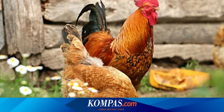 Lirik dan Makna Lagu Pitik Tukung, Lagu Daerah dari Yogyakarta