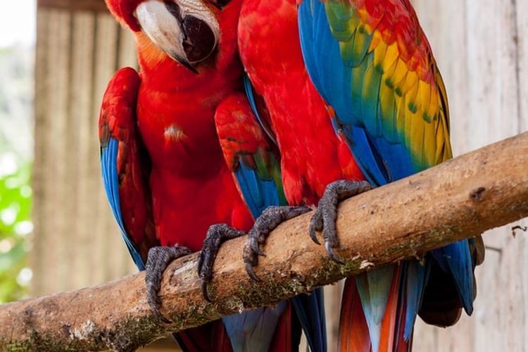 5 Fakta Menarik Burung Macaw, Berukuran Besar dan Eksotis
