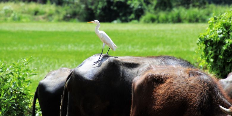 Protokooperasi: Pengertian dan Contohnya