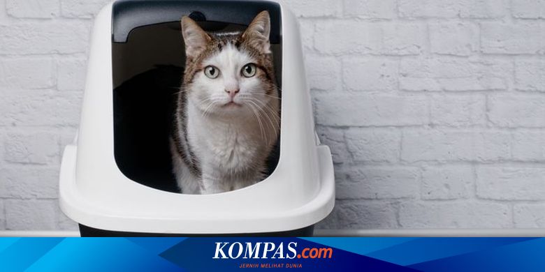 Cara Mengobati Kucing Kencing Berdarah Menurut Dokter Hewan