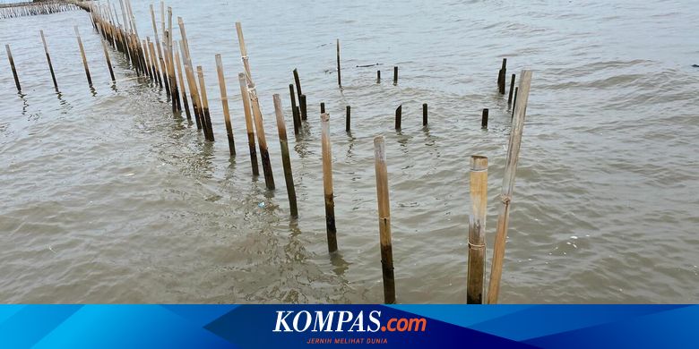Penampakan dari Dekat Pagar Laut Misterius di Perairan Tangerang