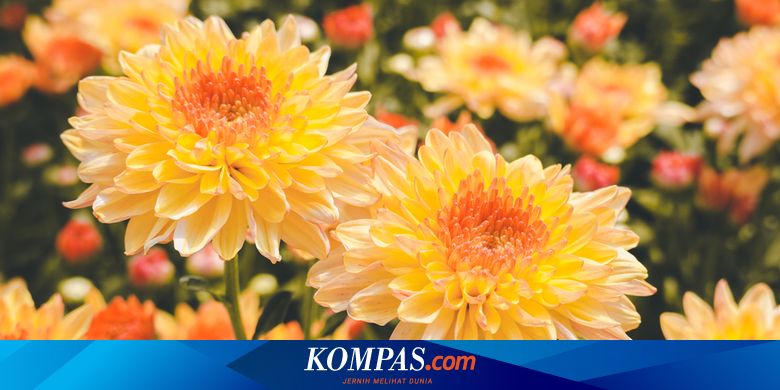 4 Manfaat Bunga Krisan dan Asal Usulnya, Bisa Jadi Teh sampai Obat