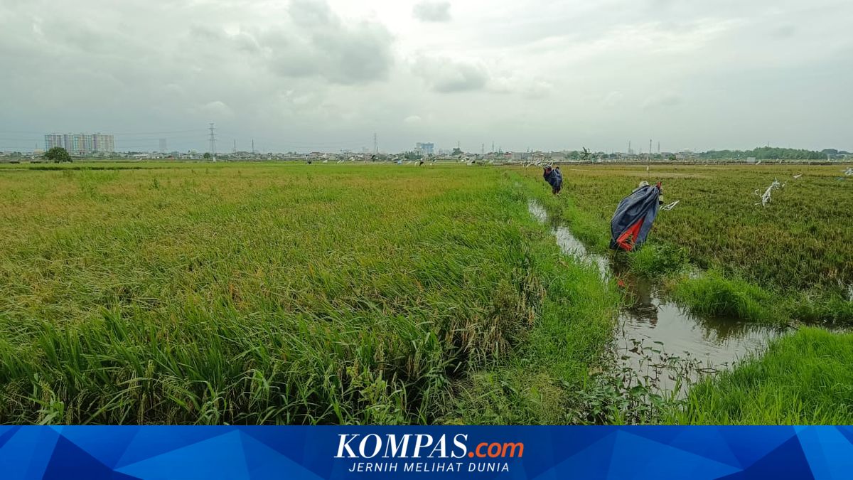 Petani Rorotan Sebut Panen Padi Tahun Ini Menurun Drastis Dibanding ...
