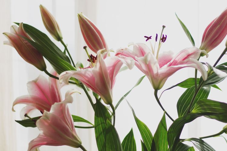 4 Fakta Menarik Bunga Amarilis yang Belum Diketahui