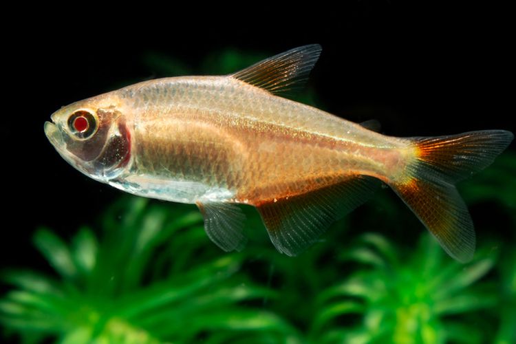 Mengenal Ikan Tetra Buenos Aires yang Bisa Hidup dengan Ragam Kondisi