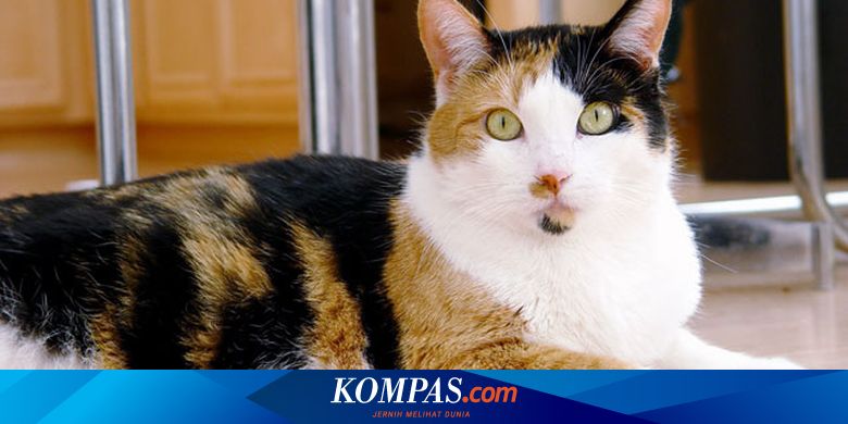 30 Ide Nama untuk Kucing Calico yang Unik dan Cantik