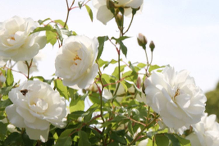 7 Bunga Putih yang Dapat Mempercantik Taman