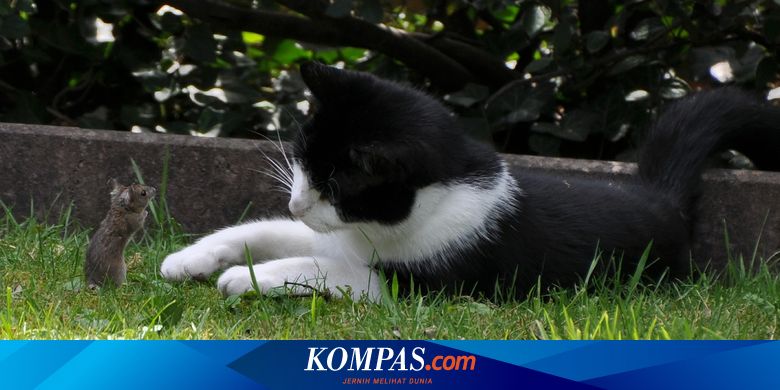 Kenapa Kucing Makan Tikus? Ternyata Ini Penyebabnya