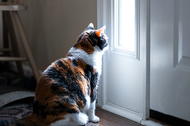 5 Hal yang Membuat Kucing Merasa Sedih, Apa Saja?