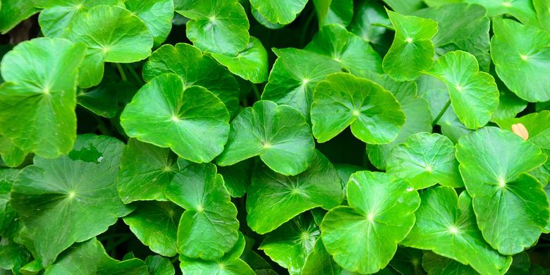 Cara Budidaya Pegagan, Tanaman Herbal Penuh Khasiat