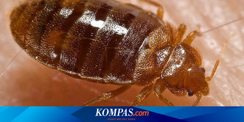 Digigit Tungau, Keluarga di AS Dapat Ganti Rugi Rp 21 Miliar