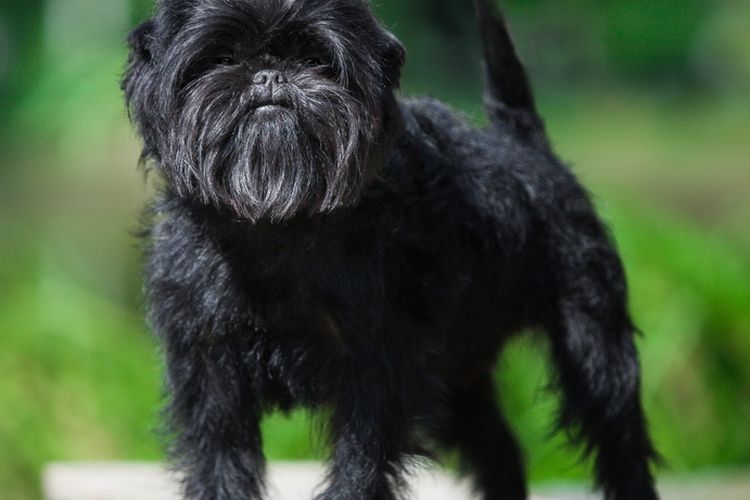 10 Ras Anjing Warna Hitam yang Populer, Rottweiler hingga Doberman