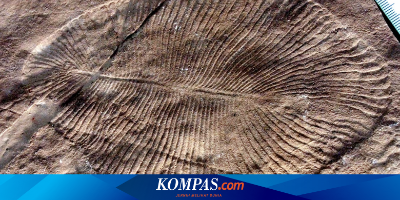 Bukti Kepunahan Massal Paling Awal di Bumi Ditemukan dalam Fosil