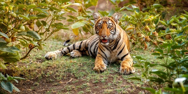 Pengertian, Ciri-Ciri, dan Contoh Fauna Tipe Asiatis - Kompas.com