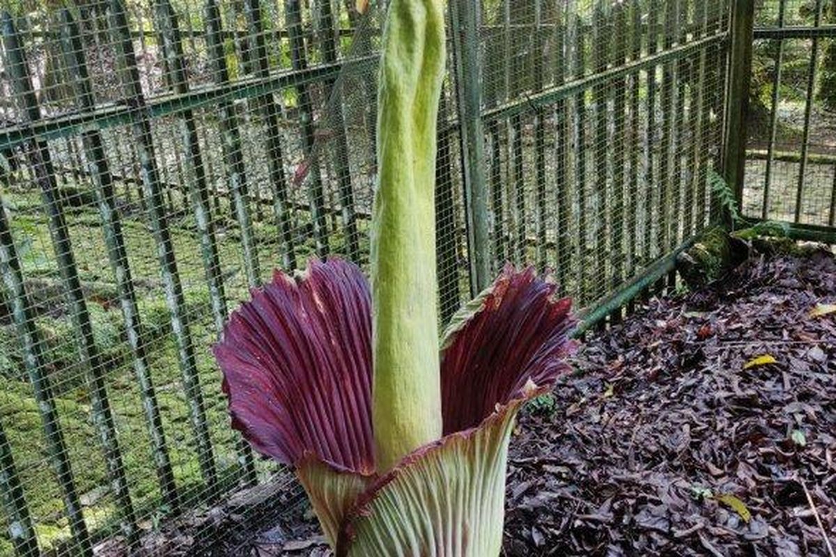 Berasal dari Taman Nasional Kerinci, Bunga Bangkai di Kebun Raya ...