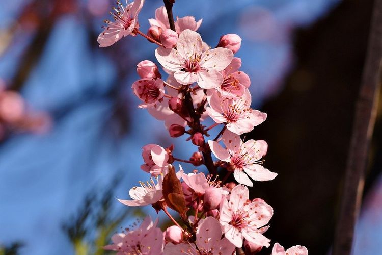 6 Fakta Unik Bunga Sakura yang Tidak Dapat Mekar Lama