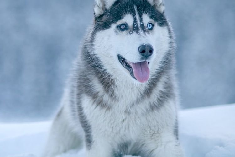 Mengenal Anjing Siberian Husky, dari Sejarah, Tampilan, hingga Naluri