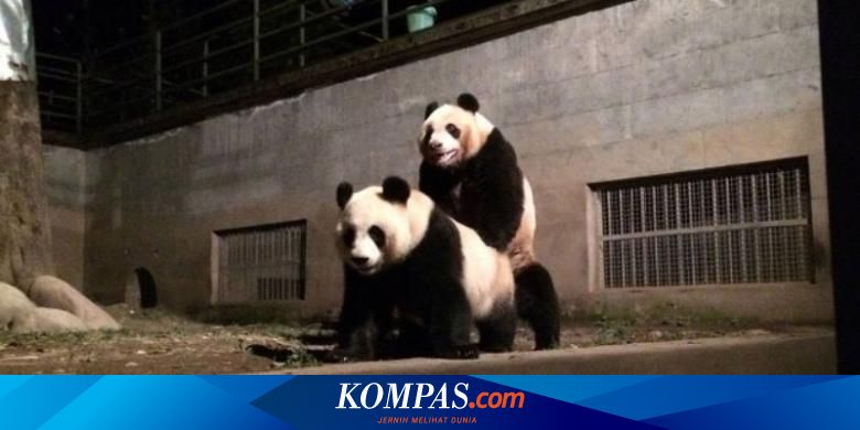 Stasiun Televisi di China Siarkan Langsung Proses Panda Kawin